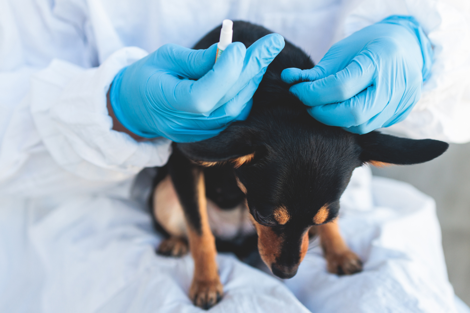 General Care | NoviVet